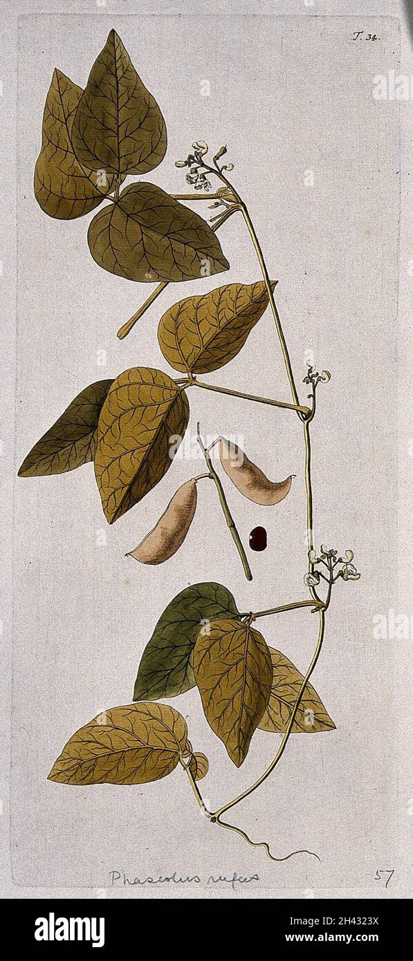 Bean plant (Phaseolus sp.): flowering stem with separate fruit and seed ...
