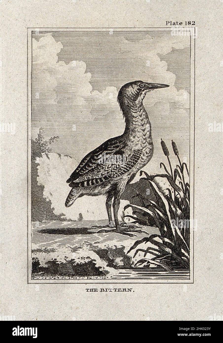 Bittern illustration hi-res stock photography and images - Alamy