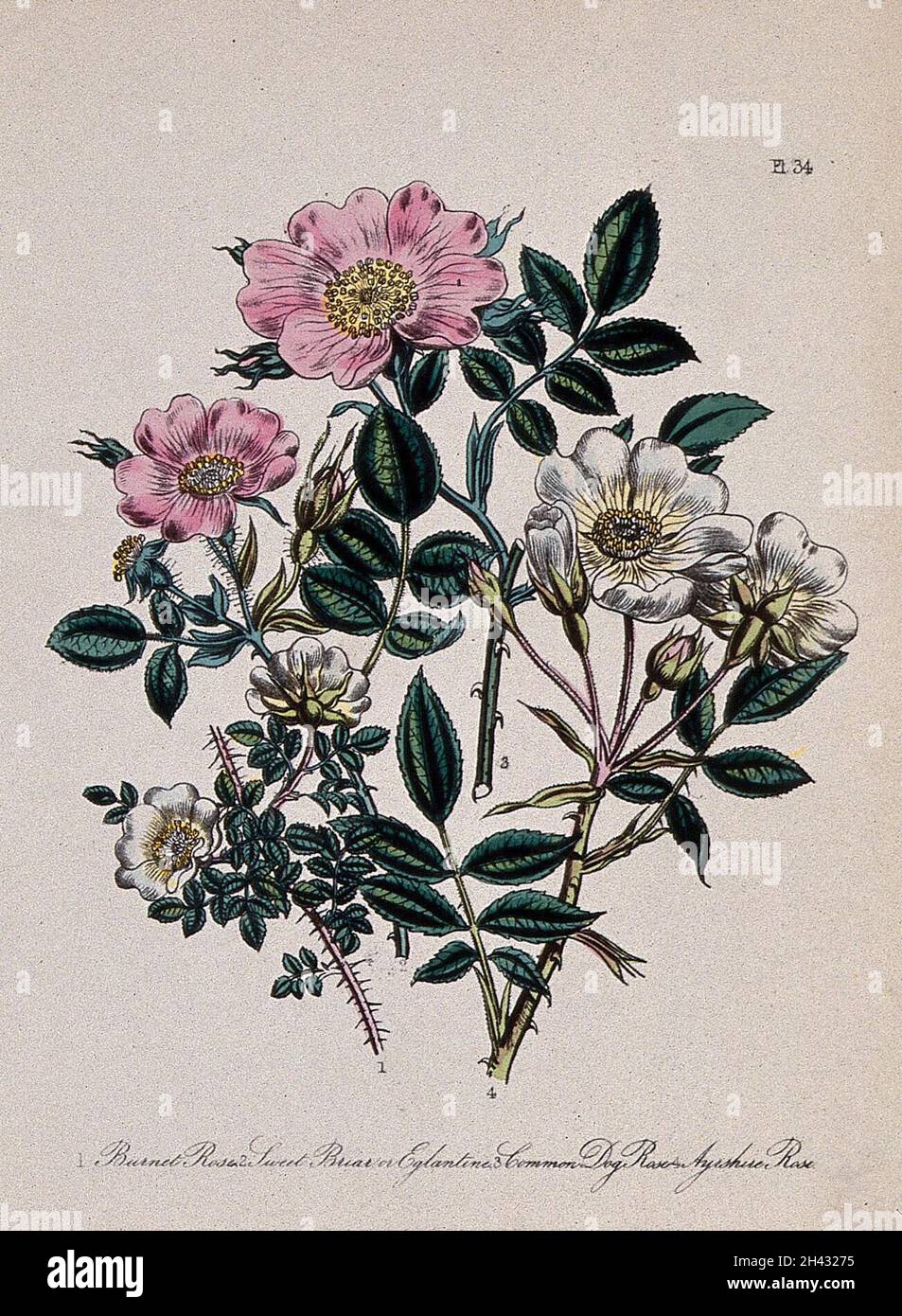 Four British wild flowers, including the burnet rose (Rosa spinosissima ...