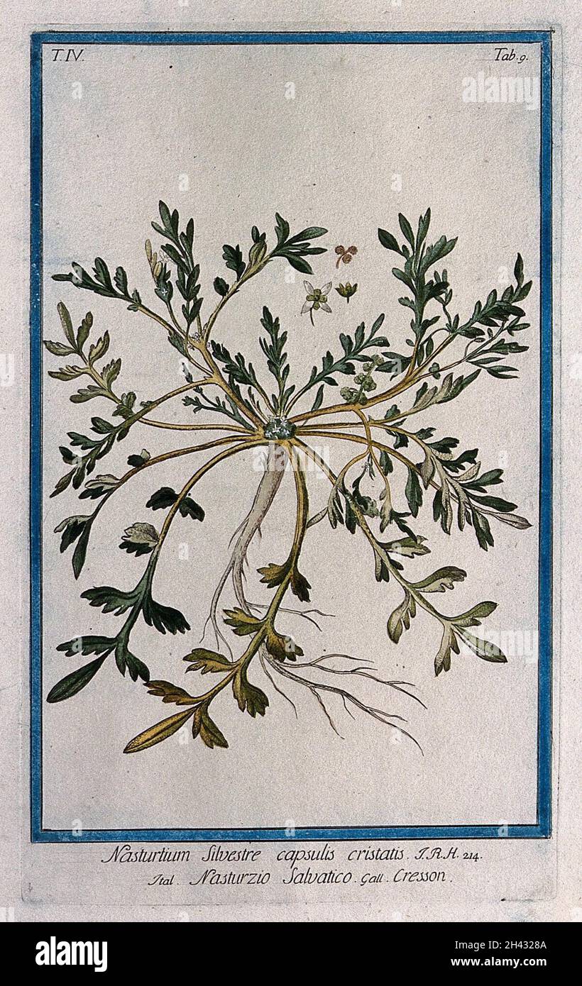 A species of the genus Vella: entire flowering and fruiting plant with ...