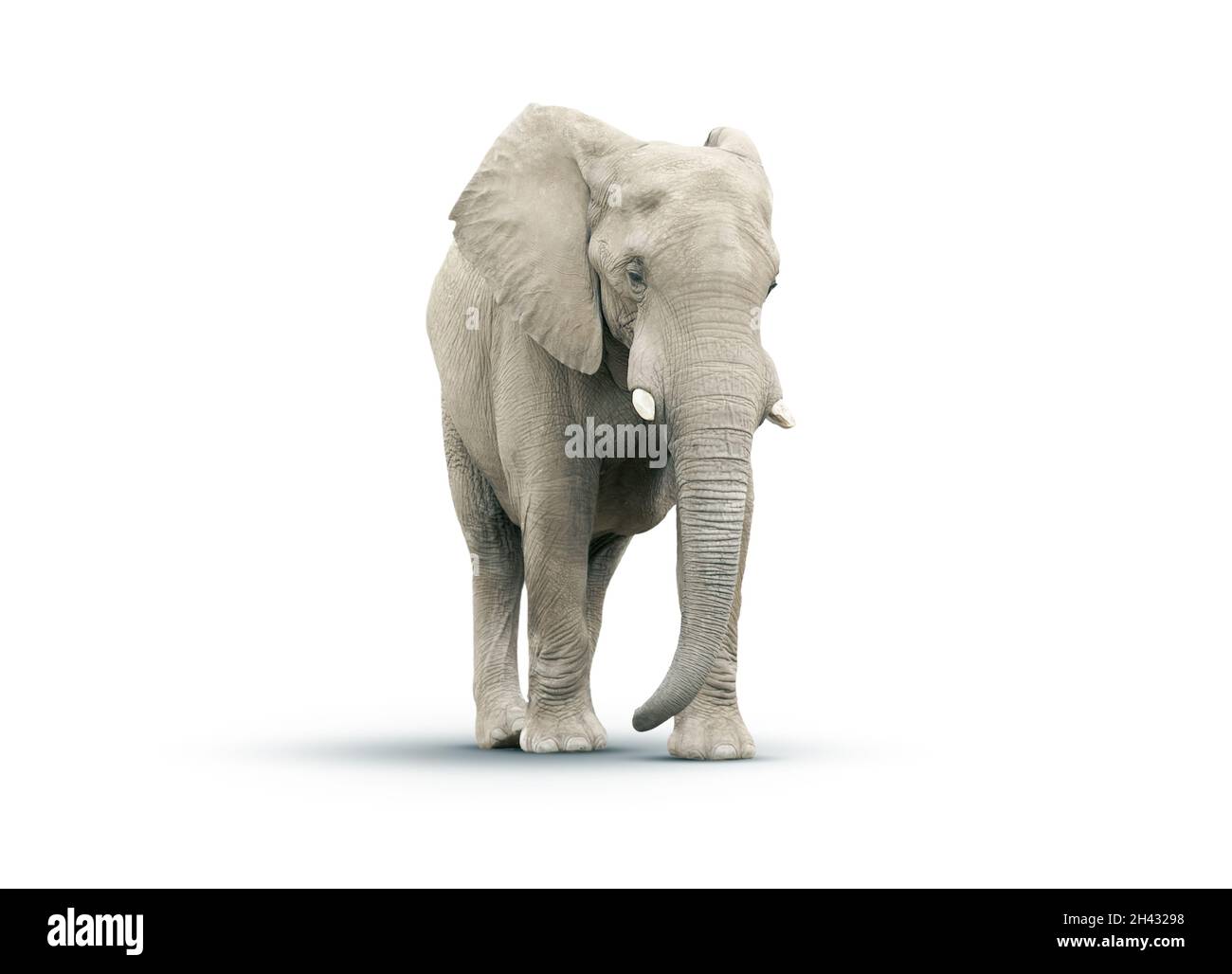 Adult Elephant Isolated on a White Background Stock Photo - Alamy