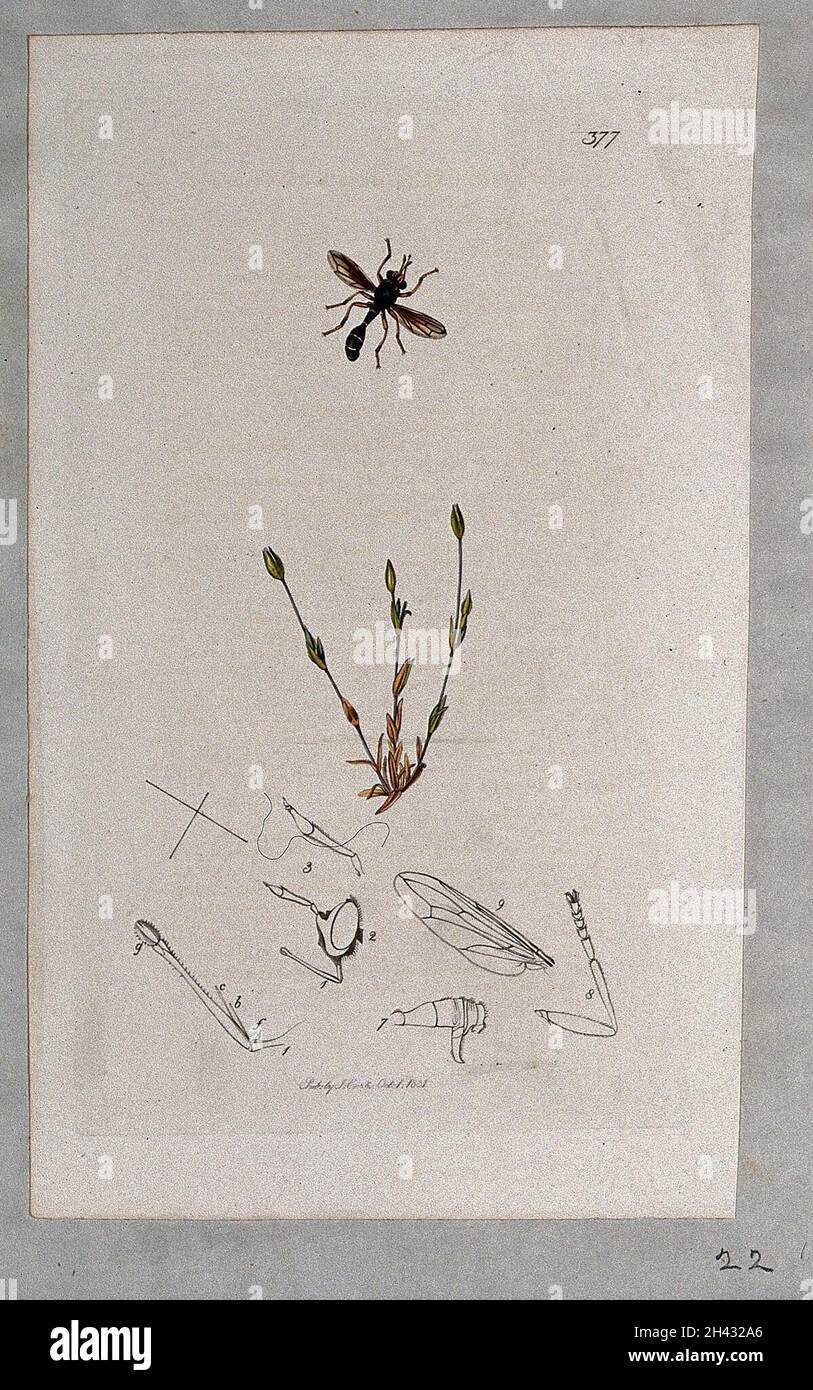 A chickweed plant (Cerastium quaternellum) with an associated insect ...