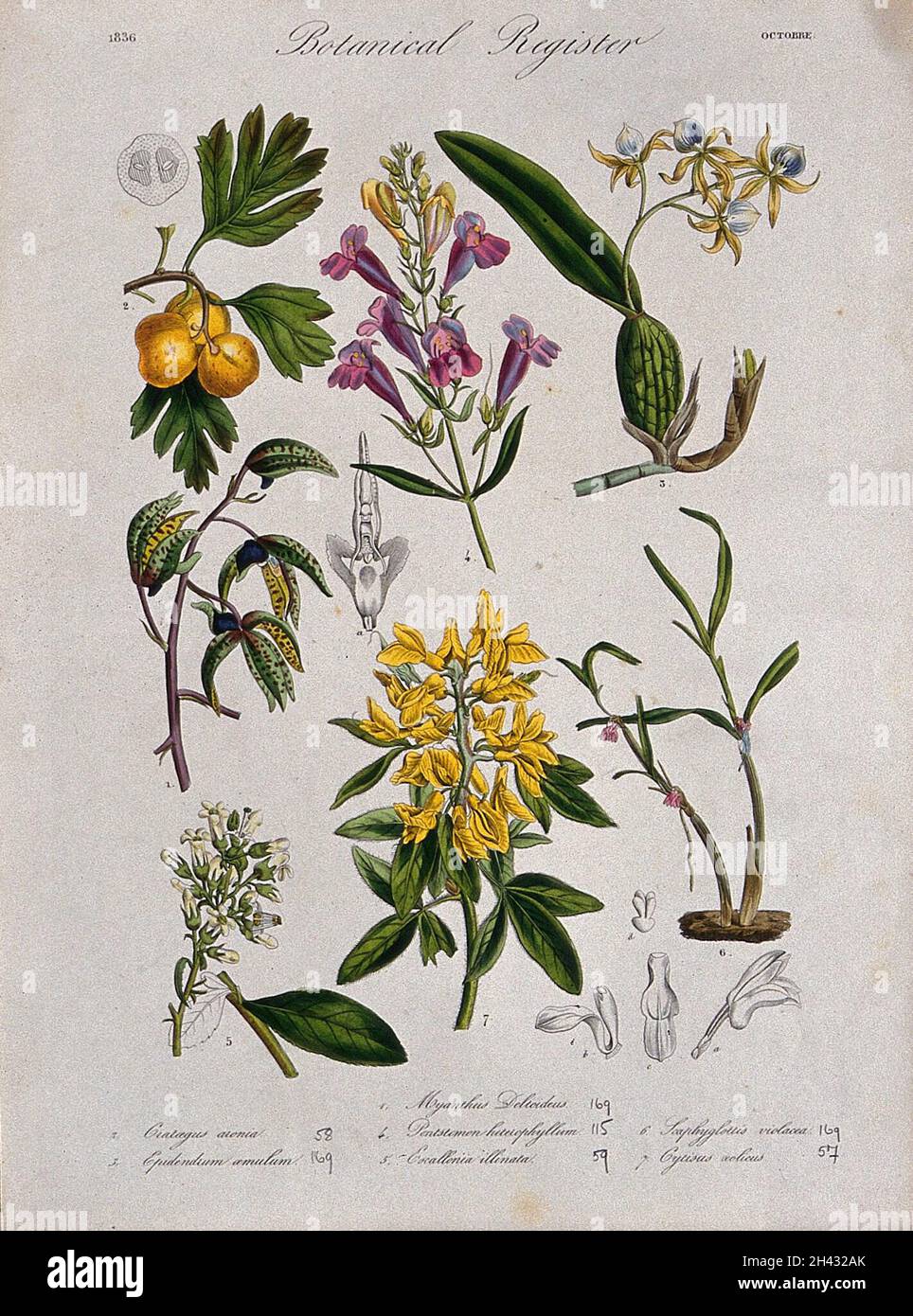 Seven plants, including three orchids and a broom: flowering stems ...