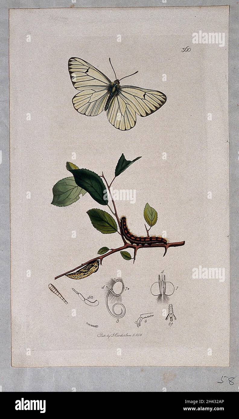 A hawthorn twig (Crataegus species) with an associated butterfly, its ...