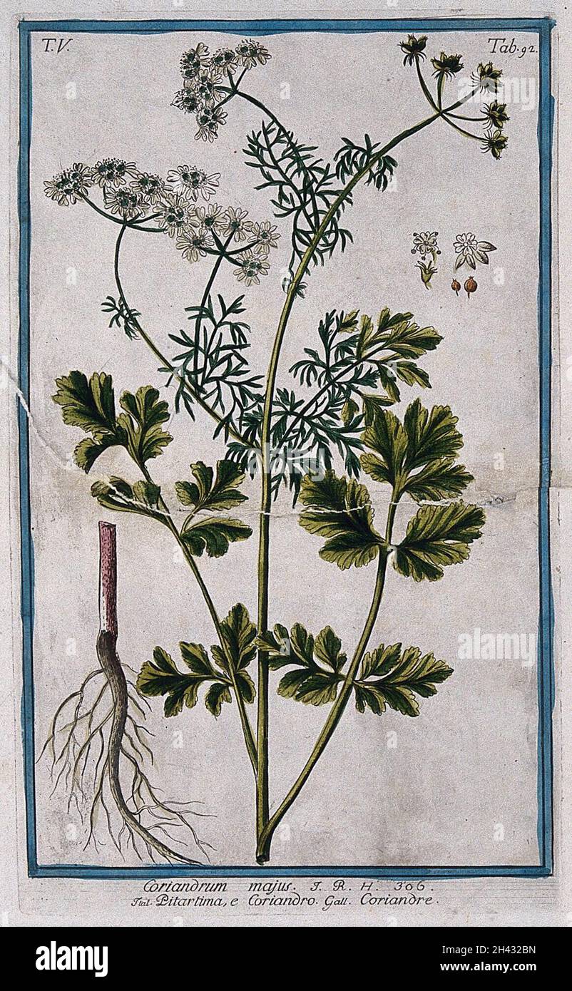 Coriandrum sativum etching hi-res stock photography and images - Alamy