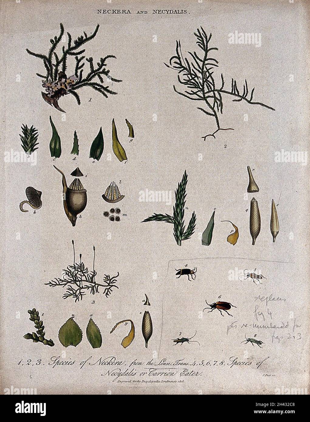 Three mosses (Neckera species) with anatomical detail and five carrion ...
