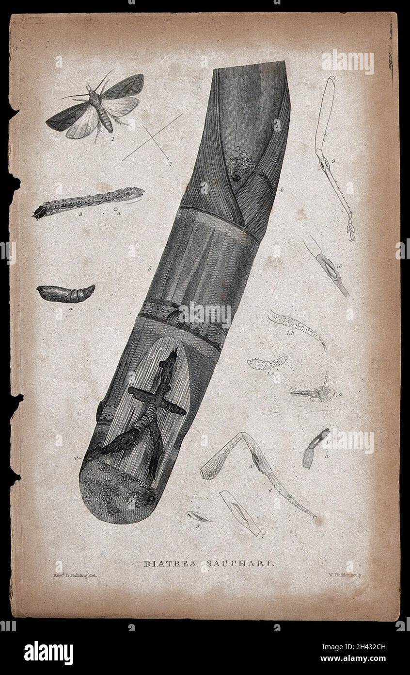 A sugar cane borer moth: adult, pupa, anatomical segments and pupa in ...