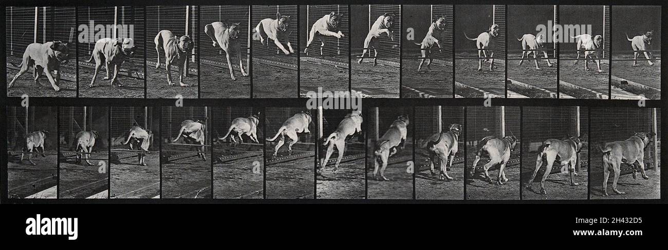 Eadweard muybridge dog hi-res stock photography and images - Alamy
