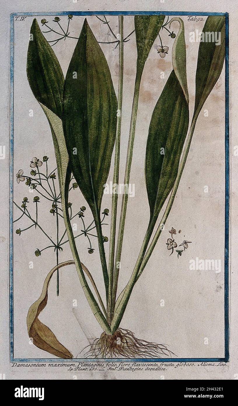 Water plantain (Alisma flava): base of flowering stem with root and ...