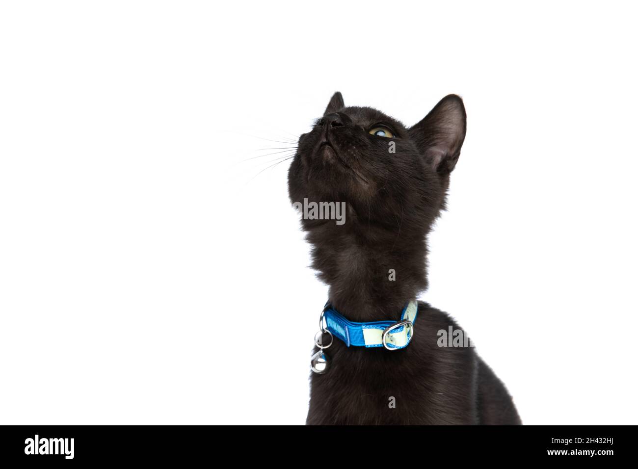 eager little metis black cat with blue collar curiously looking up and ...