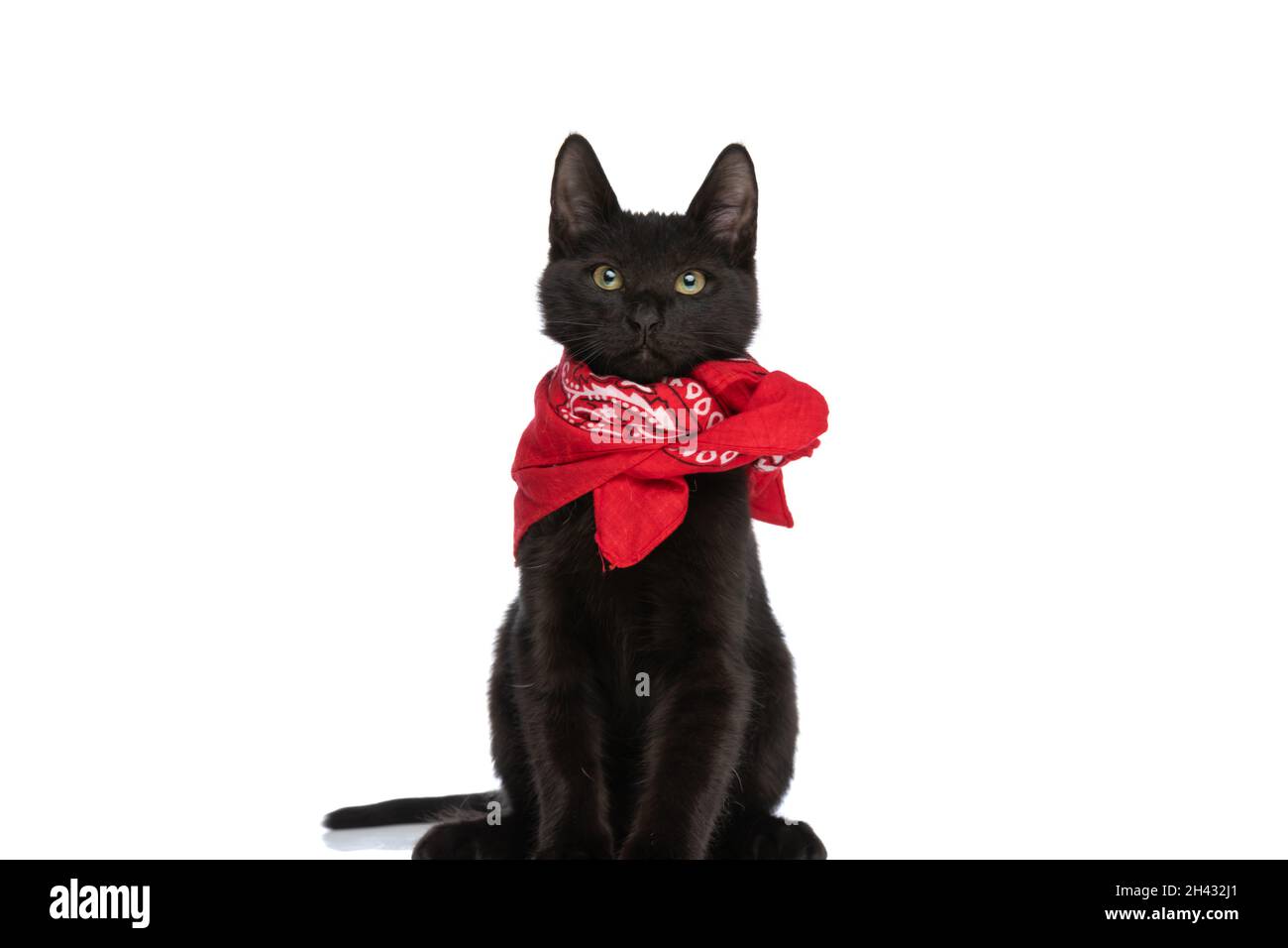 cute black metis kitty looking up and wearing red bandana while sitting ...