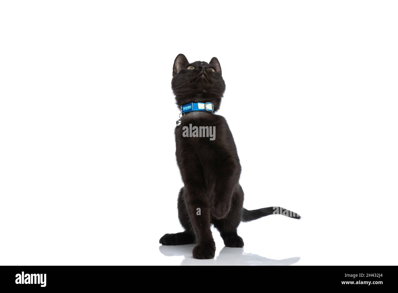 cute little black cat with blue collar looking up and standing on back ...