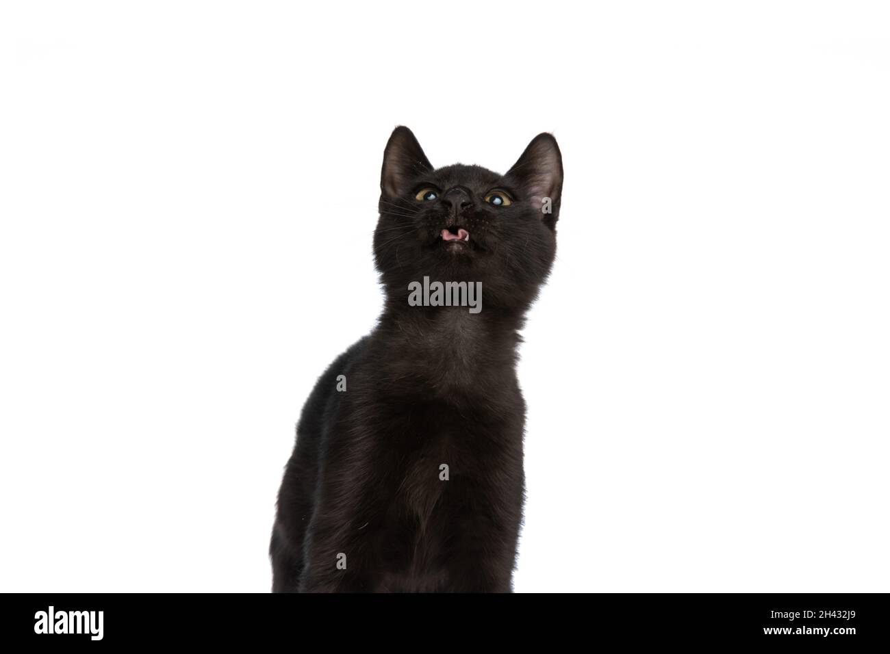 funny black metis cat looking up and sticking out tongue while sitting ...