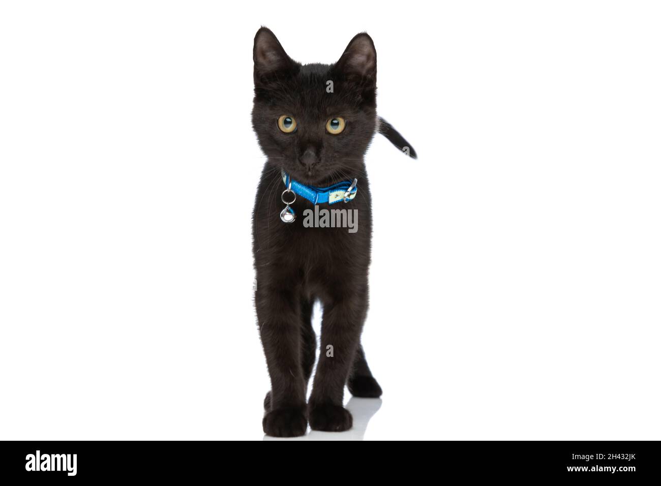precious little black metis cat with blue collar standing isolated in ...