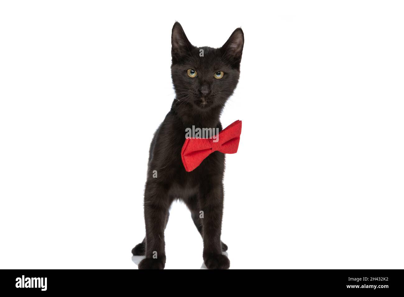 upset black metis cat with bowtie looking up in an angry manner and ...