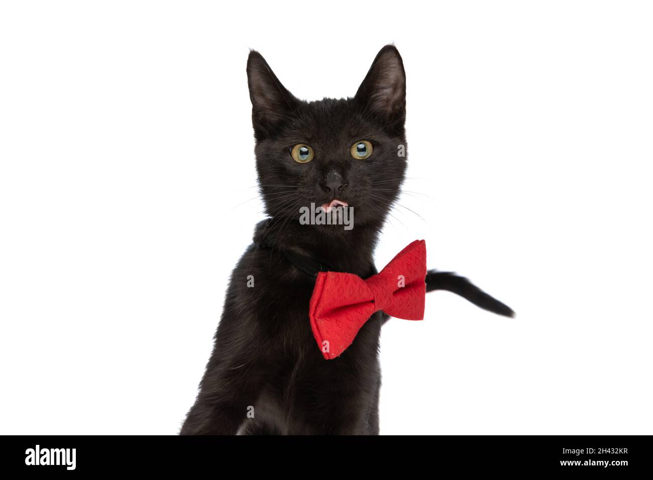 funny little metis kitty with bowtie sticking out tongue and sitting ...