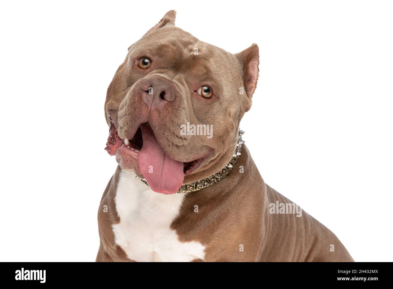 happy american bully dog with golden collar sticking out tongue and ...