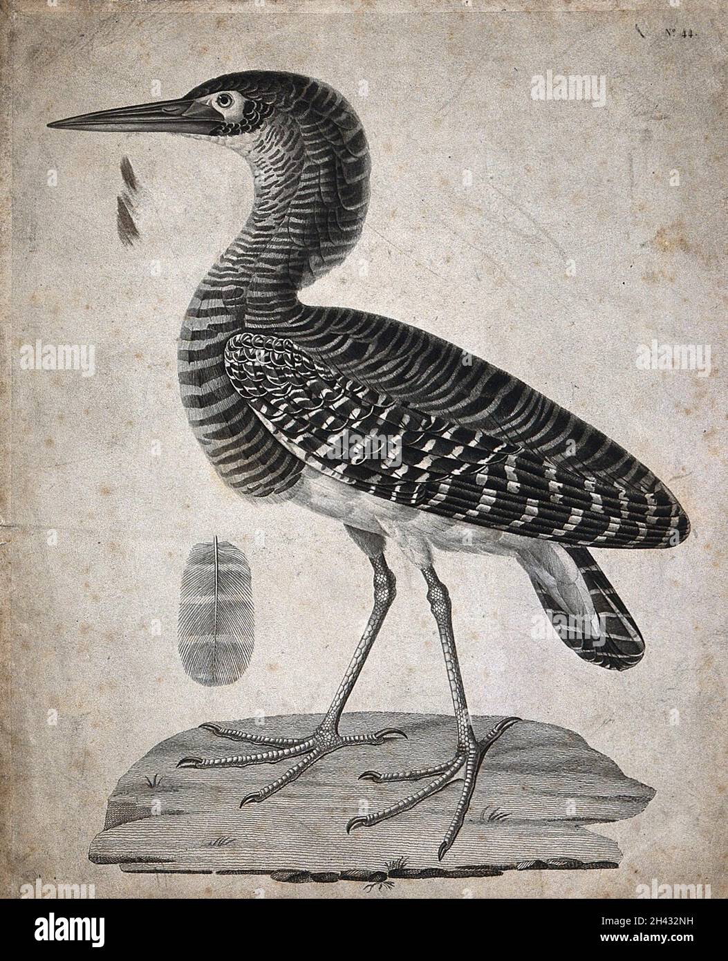 A bittern and one of its feathers. Etching Stock Photo - Alamy