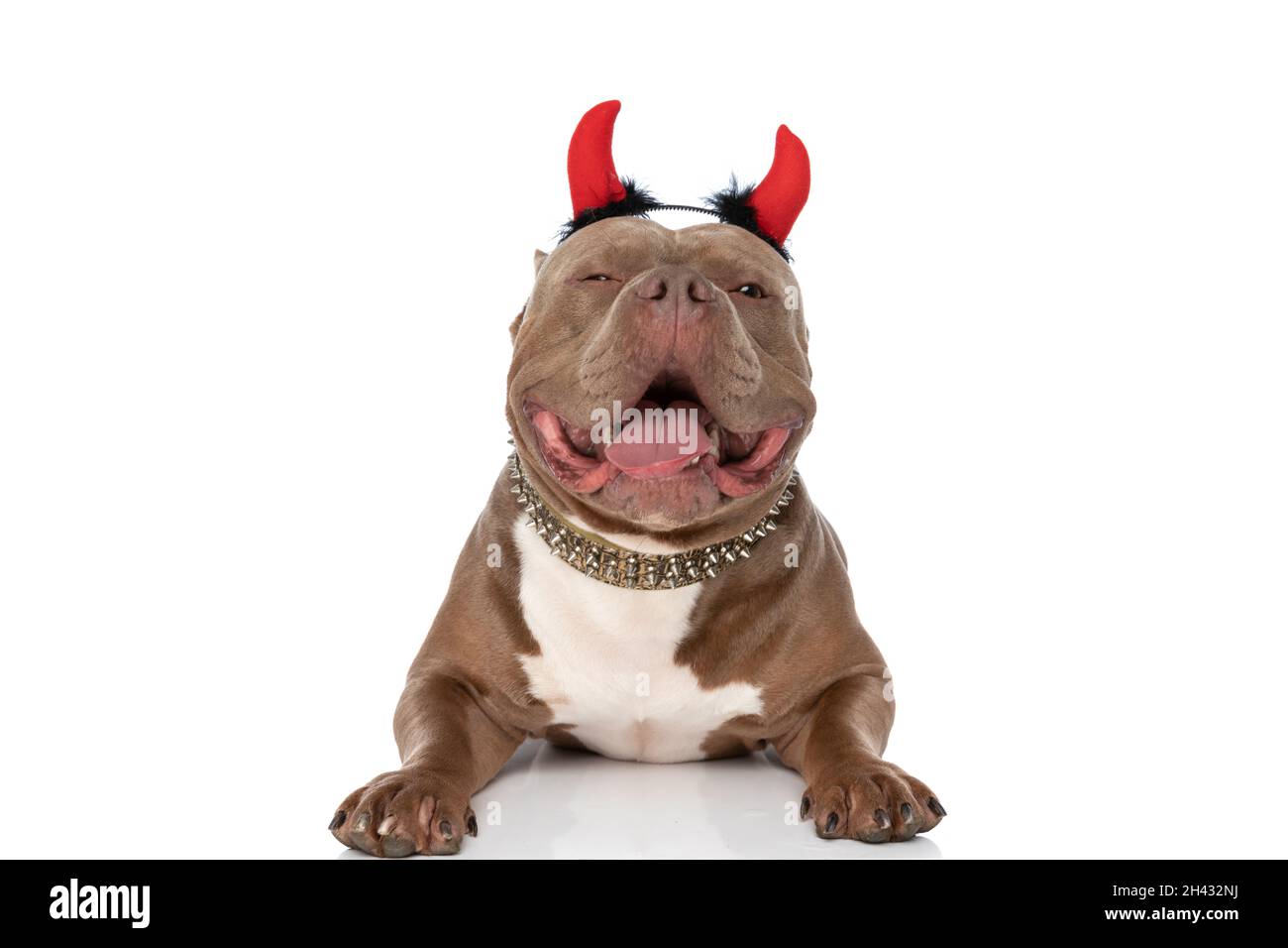 happy american bully dog with devil horns sticking out tongue, looking ...