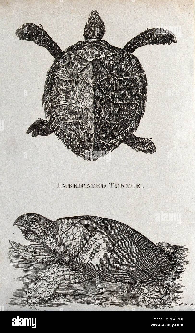 Above, a loggerhead turtle viewed from above; below, a loggerhead ...