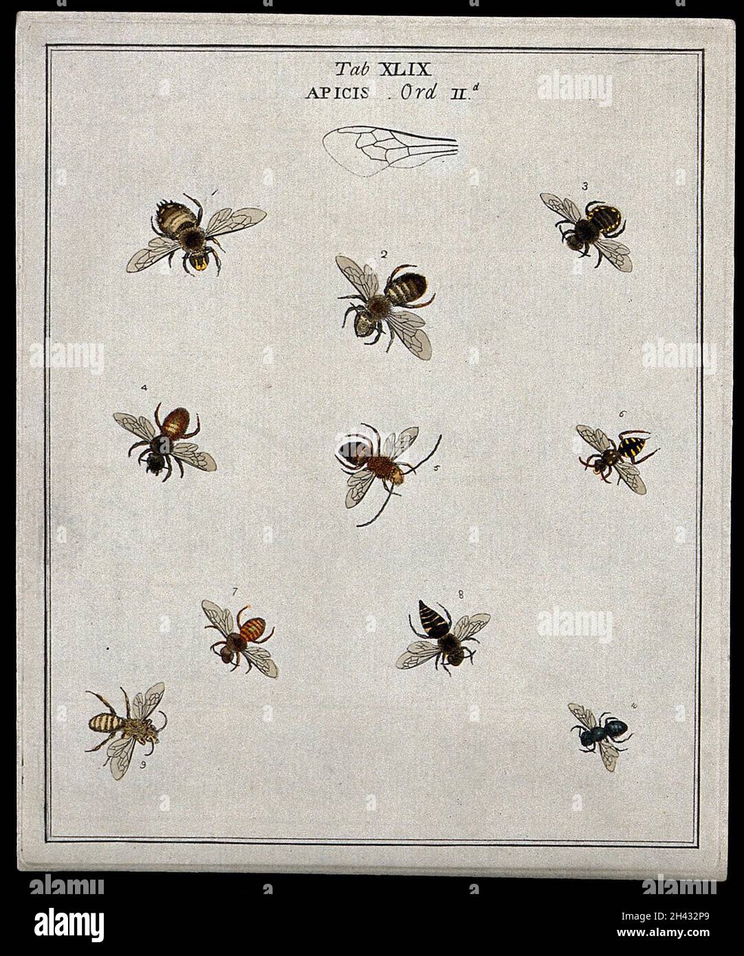 Apis species hi-res stock photography and images - Alamy