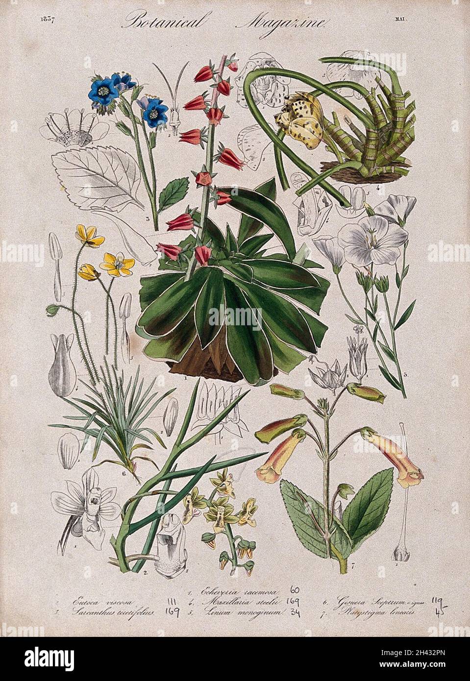 Seven garden plants, including two orchids: flowering stems and floral ...