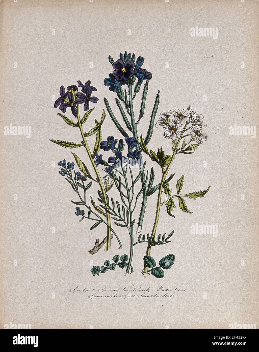 Five British wild flowers, including coral-root (Dentaria bulbifera ...
