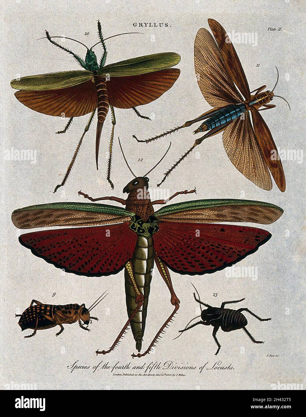 Species of locusts. Coloured etching by J. Pass, 20 December 1806 Stock ...