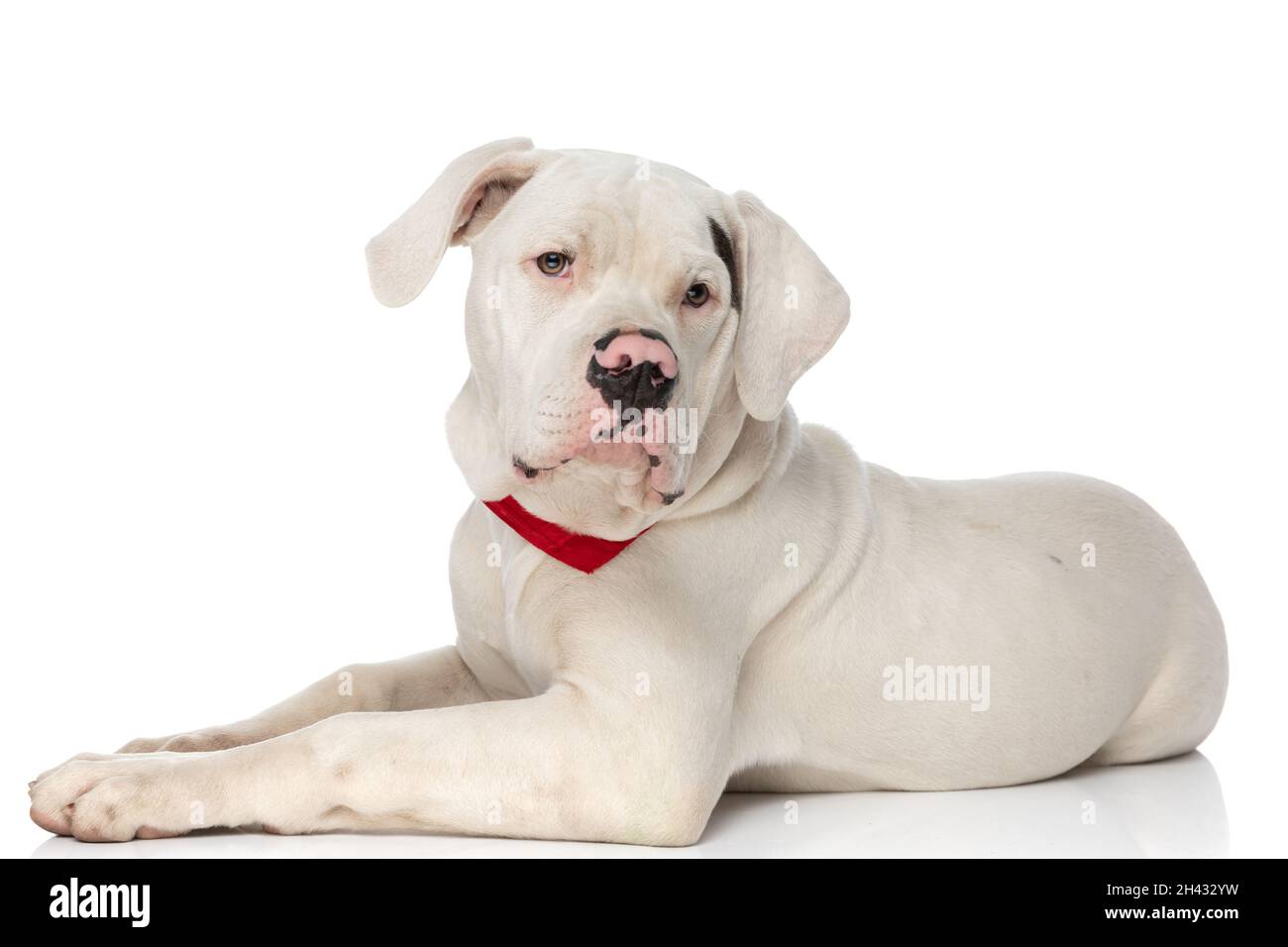 precious american bulldog puppy with red bandana around neck looking ...