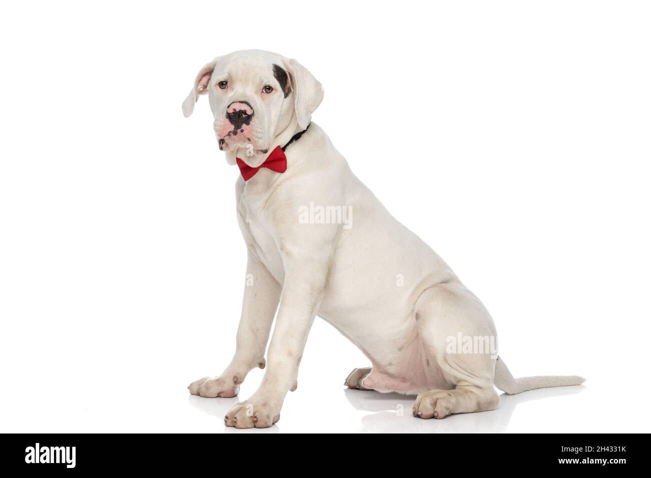 gentleman american bulldog dog with red bowtie sitting in a side view ...