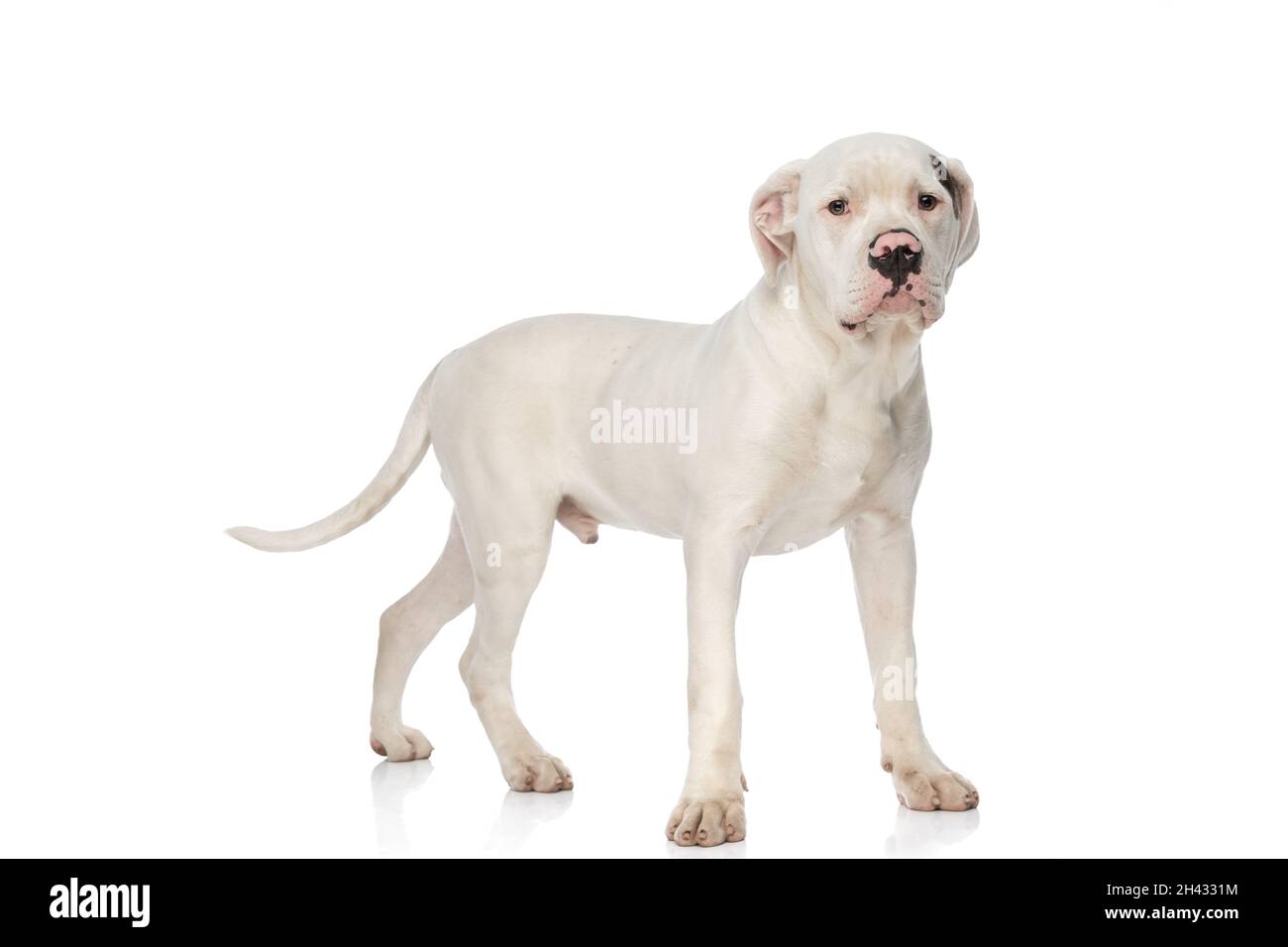 side view of cute american bulldog dog looking away and walking ...