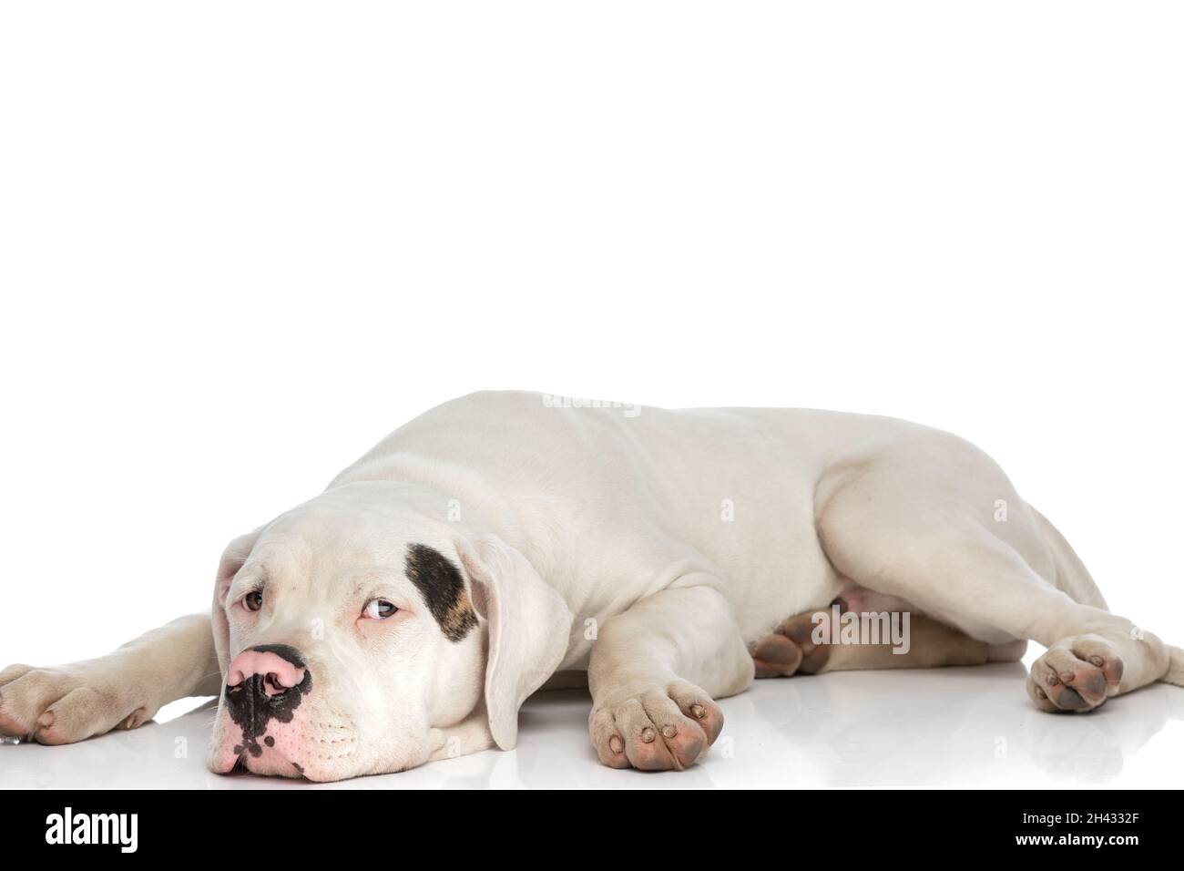 lazy american bulldog puppy laying down isolated on white background ...