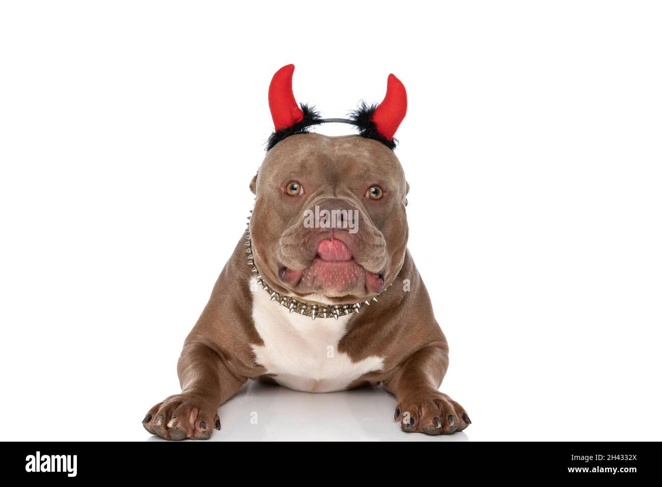 adorable american bully wearing devil horns headband, sticking out ...