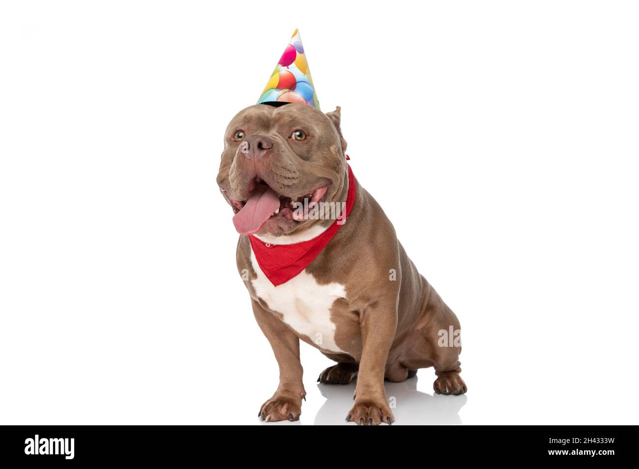 lovely american bully puppy with birthday hat and red bandana sticking ...
