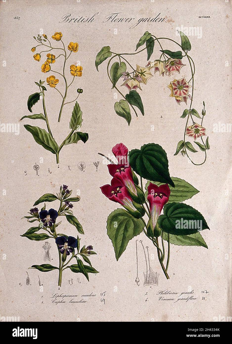 Four British garden plants: flowering stems and floral segments ...