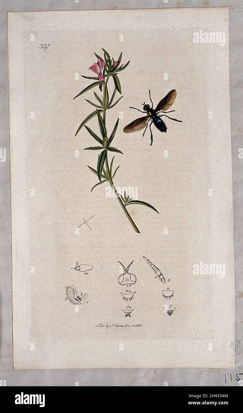 A snapdragon plant (Antirrhinum orontium) with an associated insect and ...