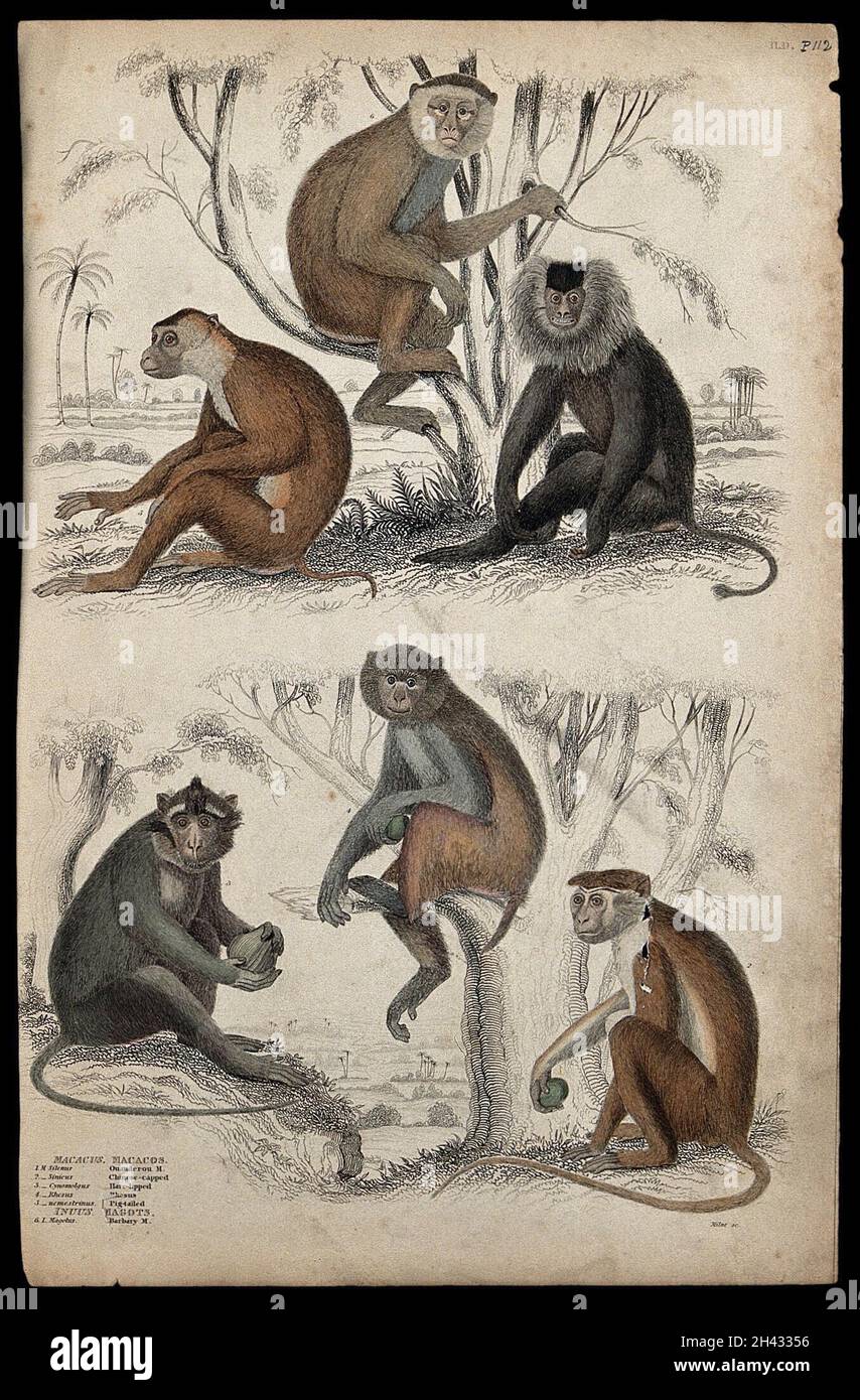 Six different specimen of the genus Macaccae (macaque-monkeys ...