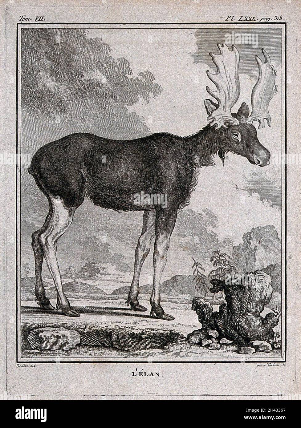 Elk anatomy hi-res stock photography and images - Alamy
