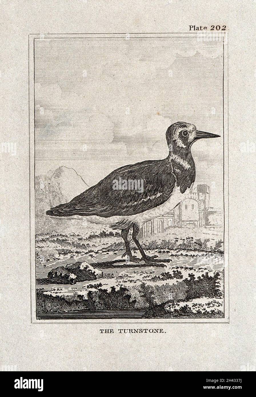 A turnstone bird. Etching with engraving Stock Photo - Alamy