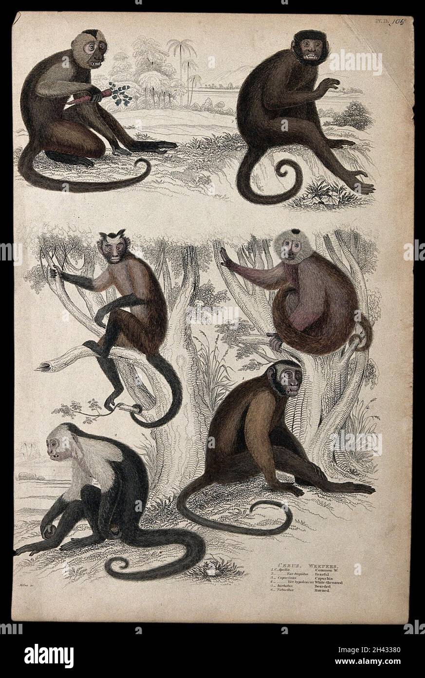 Six different specimen of monkeys (weepers). Coloured etching by S ...
