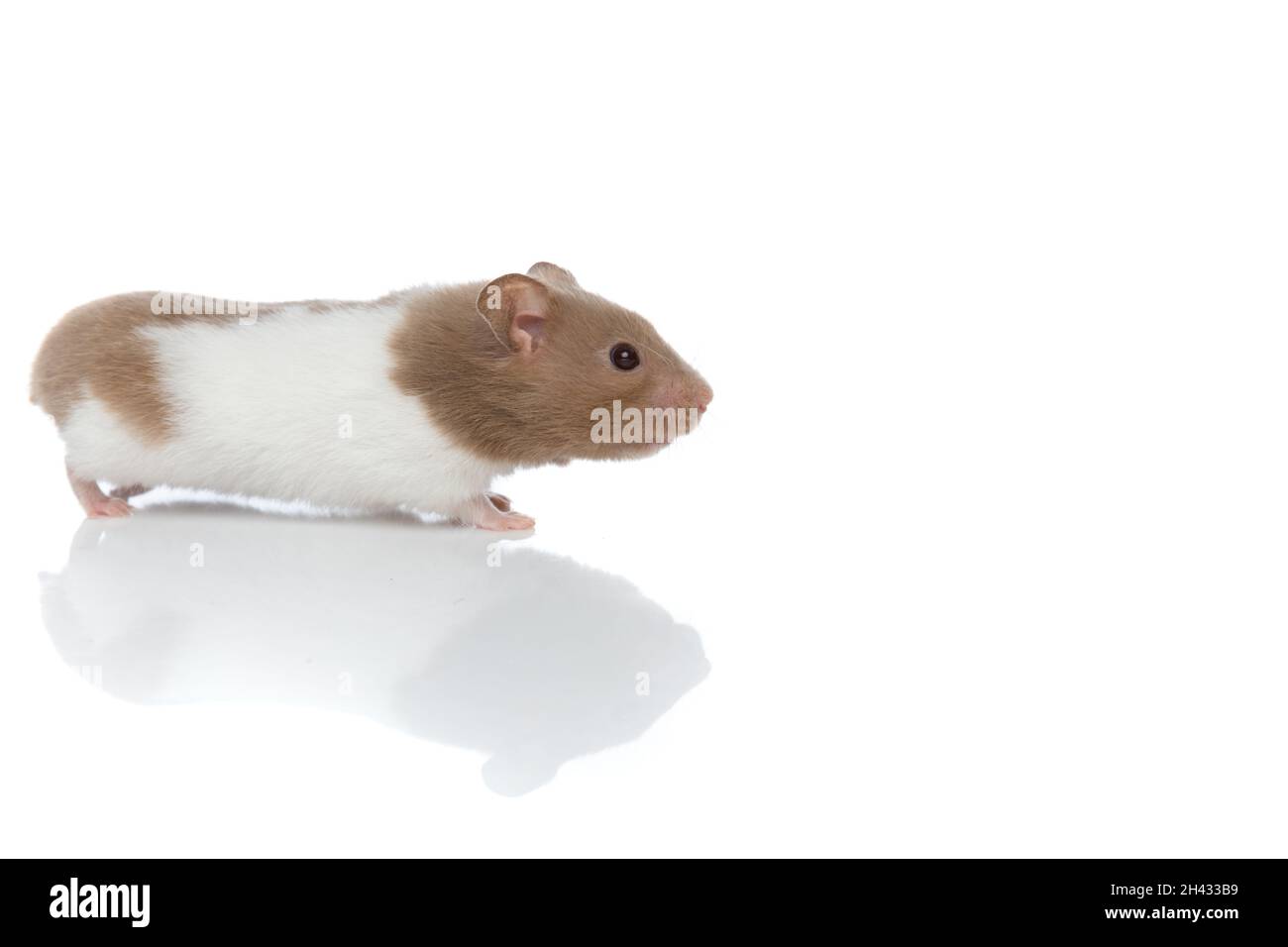 side view of a cute syrian hamster standing against white background ...
