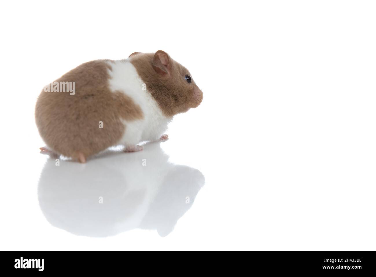 side view of a cute syrian hamster walking on his path and looking ...