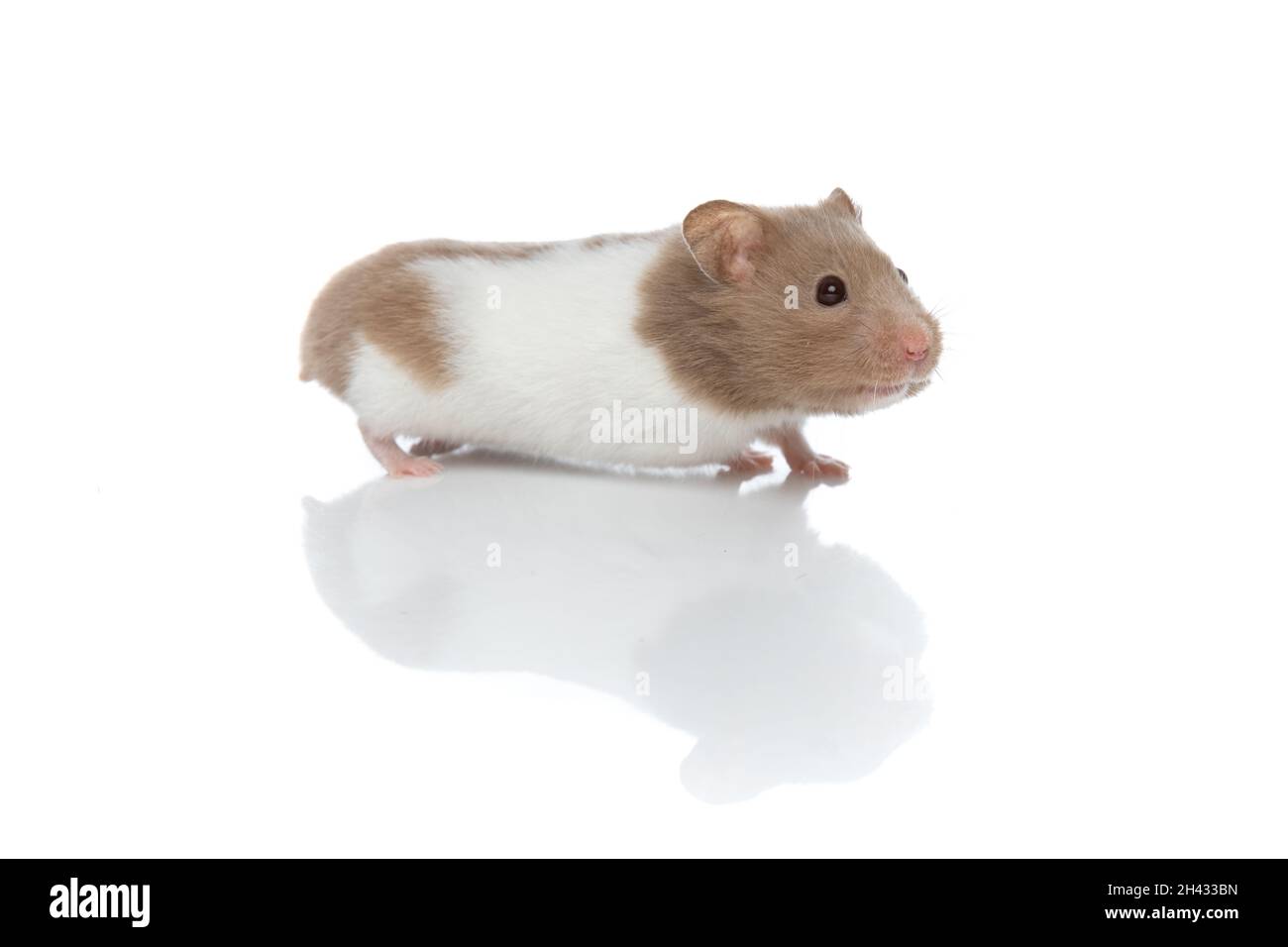side view of an adorable syrian hamster walking on his way and looking ...