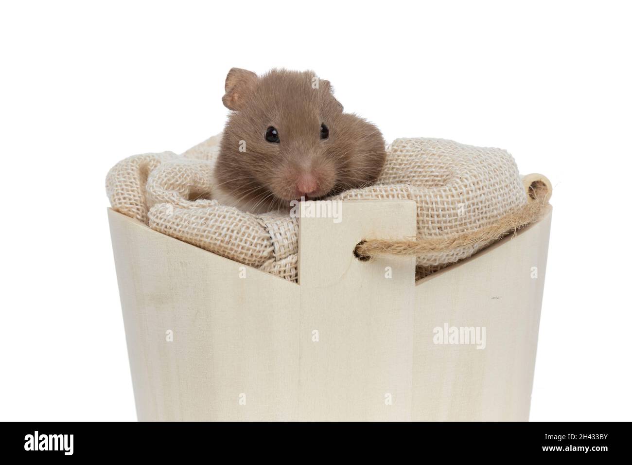 sweet syrian hamster resting in his confortable bed and looking at the ...