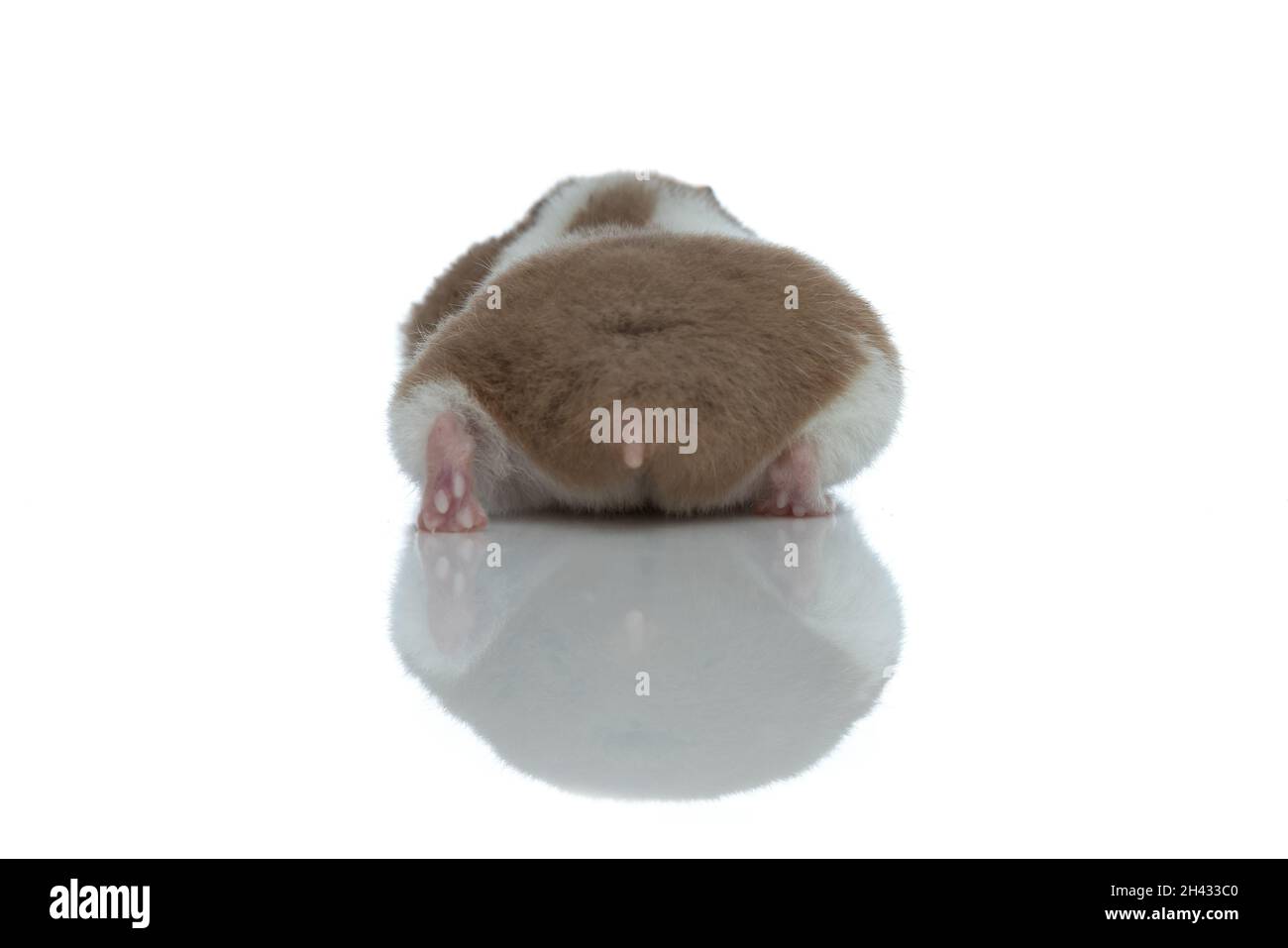 rear view of a syrian hamster showing his buttocks at the camera on ...
