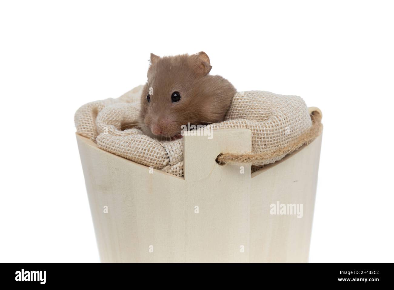 beautiful hamster resting in bed and looking away against white studio ...