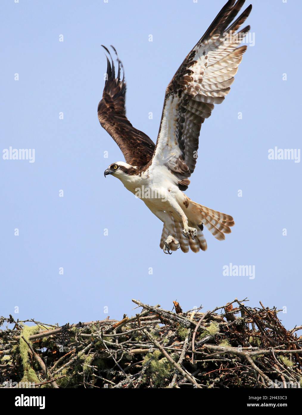 Osprey flying in the sky Stock Photo - Alamy