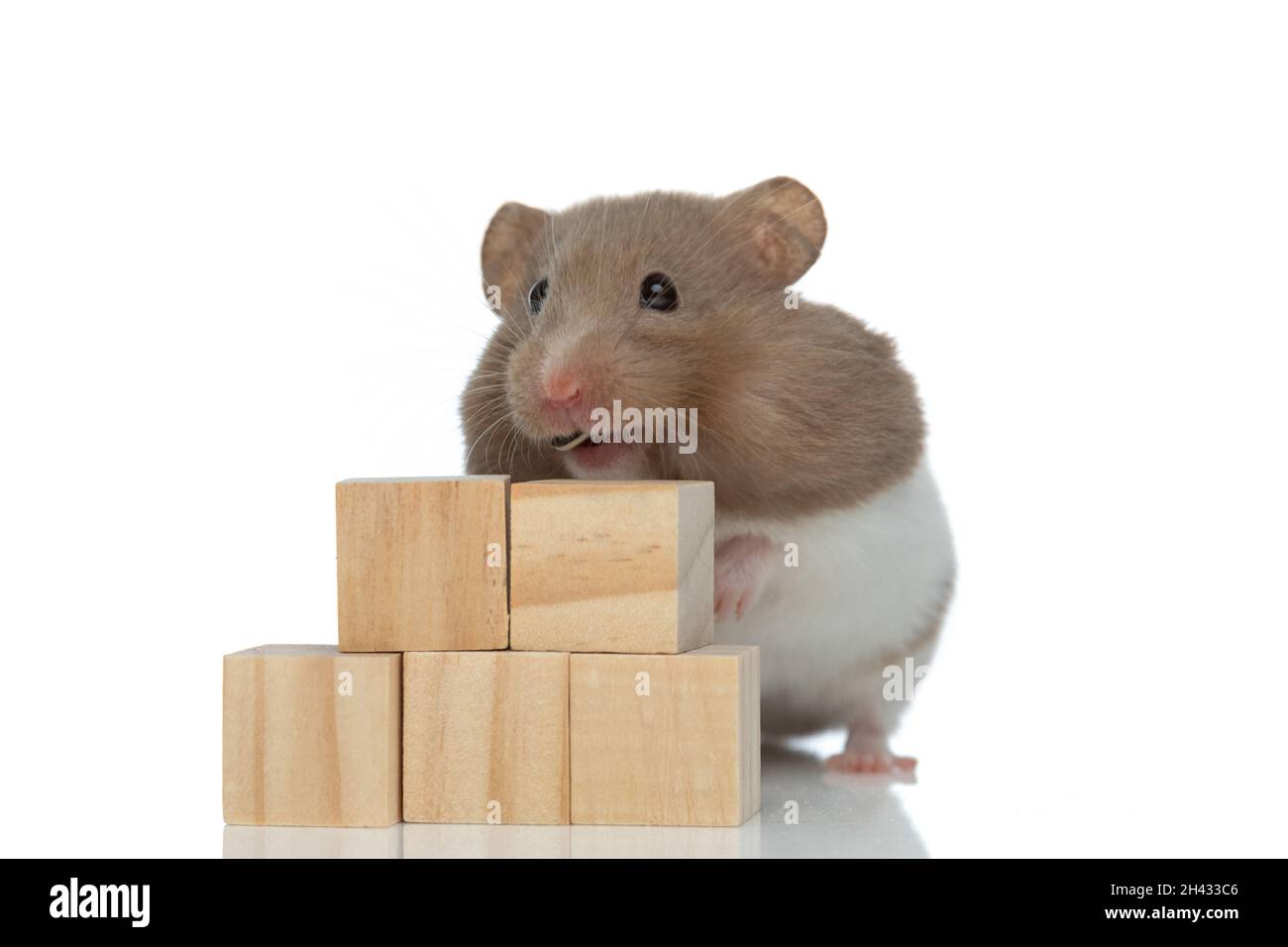 sweet little syrian hamster eating his seed behind a block of wooden ...