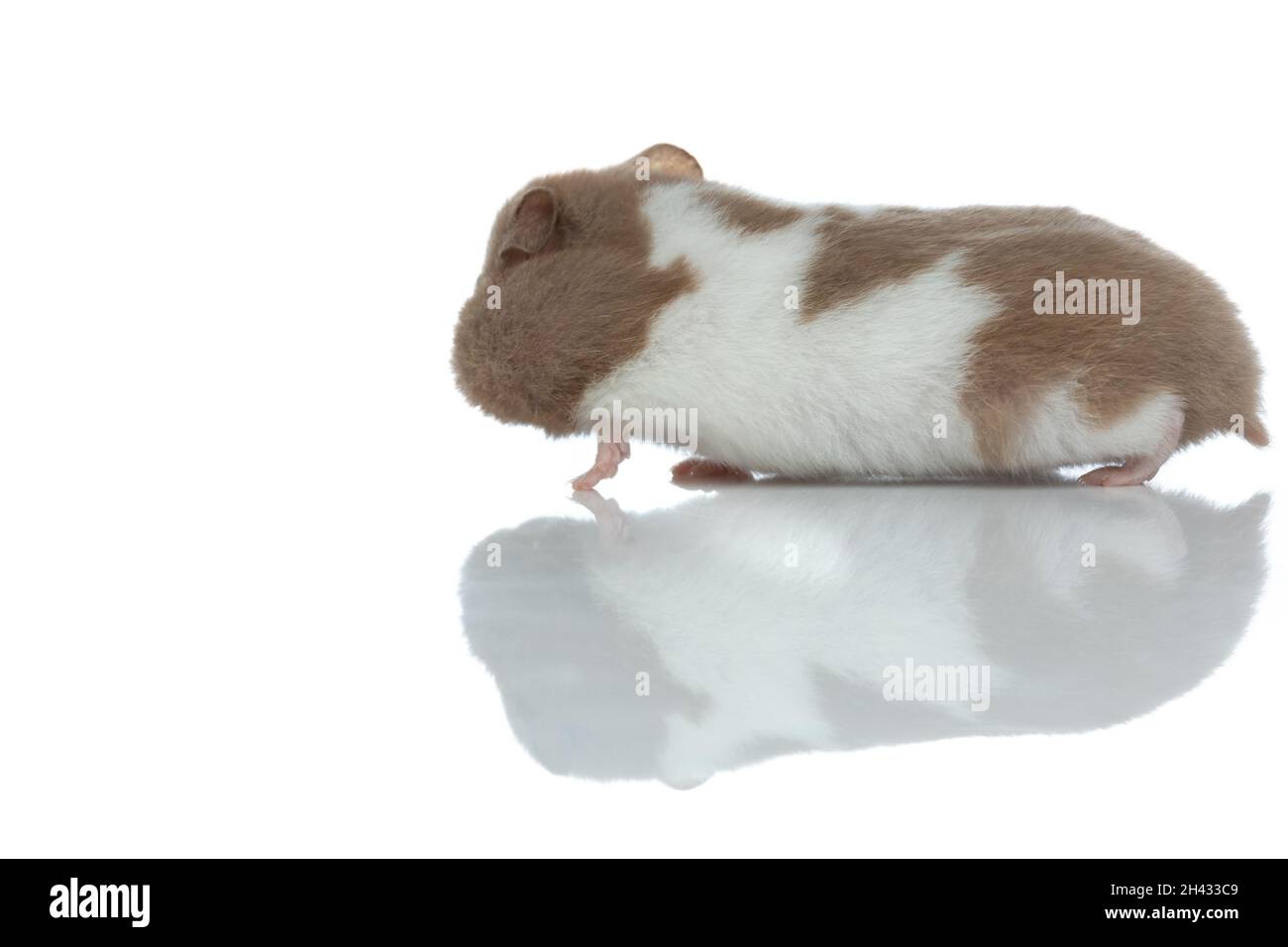 side view of a beautiful hamster being shy and hiding his face from the ...