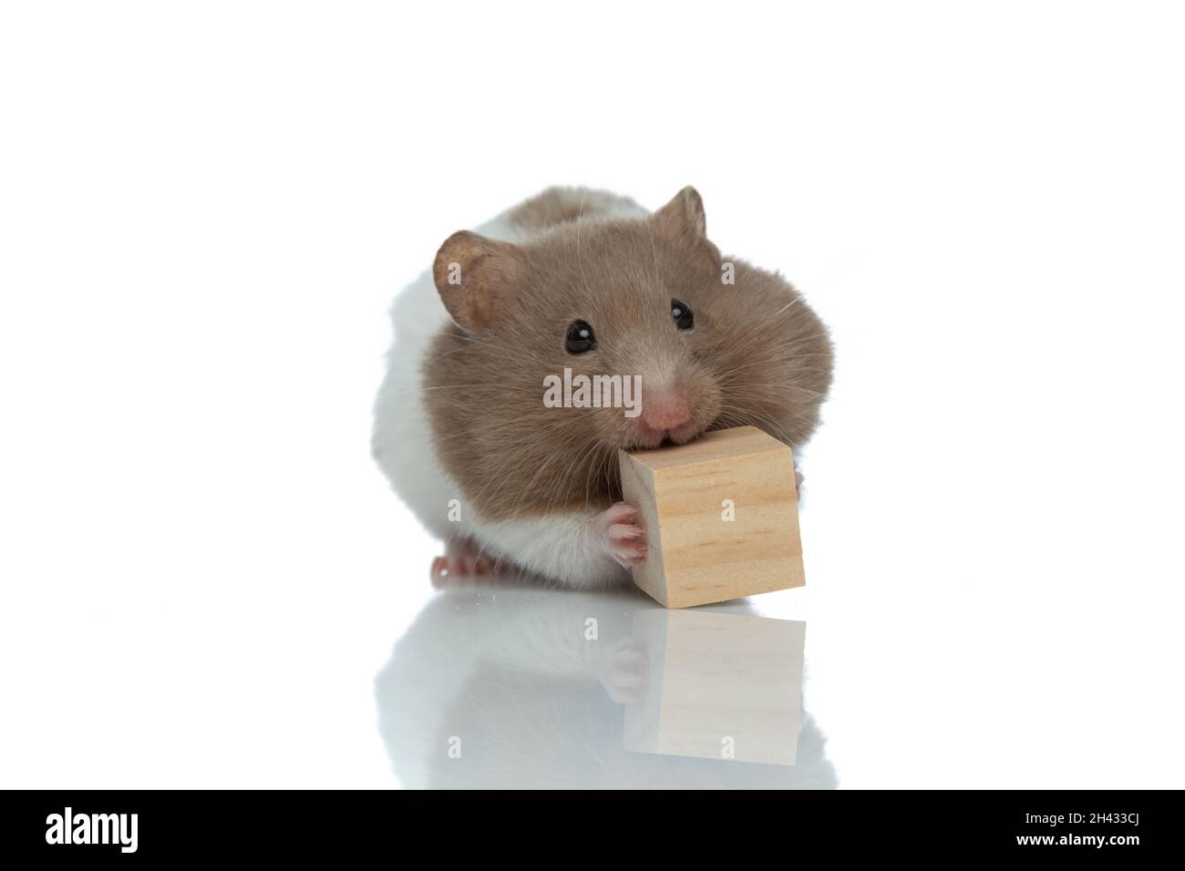 cute syrian hamster trying to eat a wooden cube and standing against ...